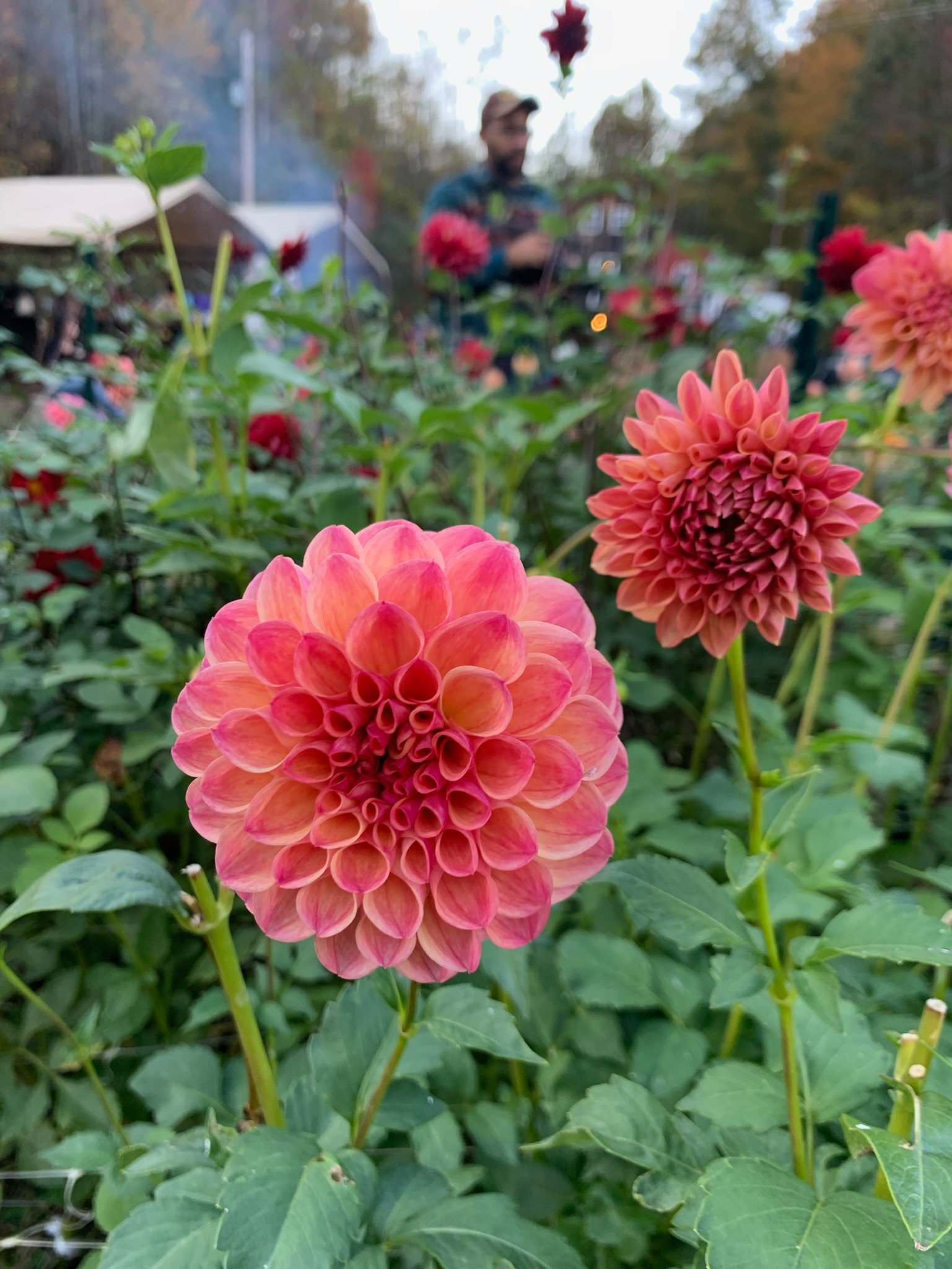 Morning Dew Farm - Bloom, Stay, and Explore – Dahlias and Cabins in the ...