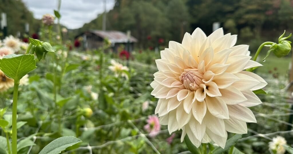 Category: Tubers - Morning Dew Farm
